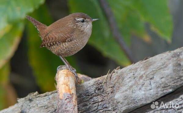 Крапивники