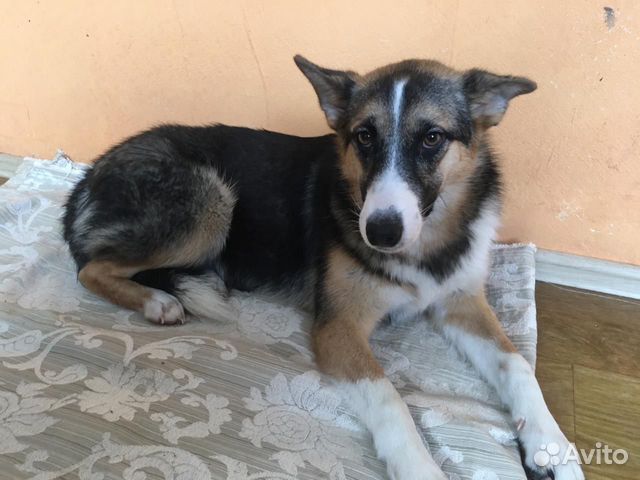 Собака в дар