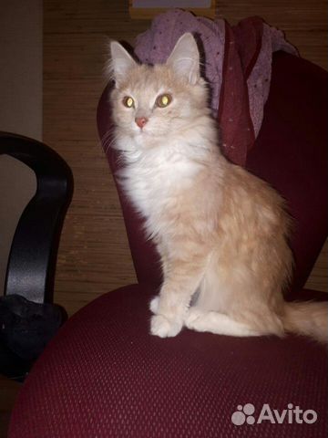 Котик в хорошие руки