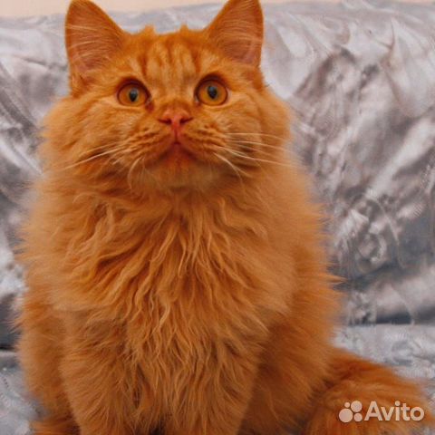 Котик
