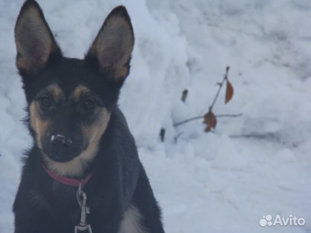 Отдам бесплатно щенка