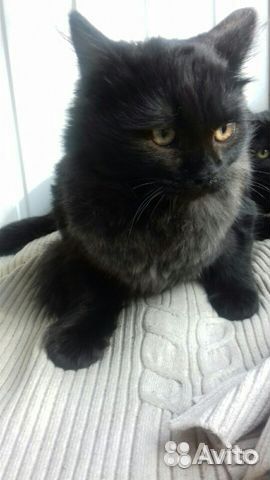 Котенок Марсик 4 месяца