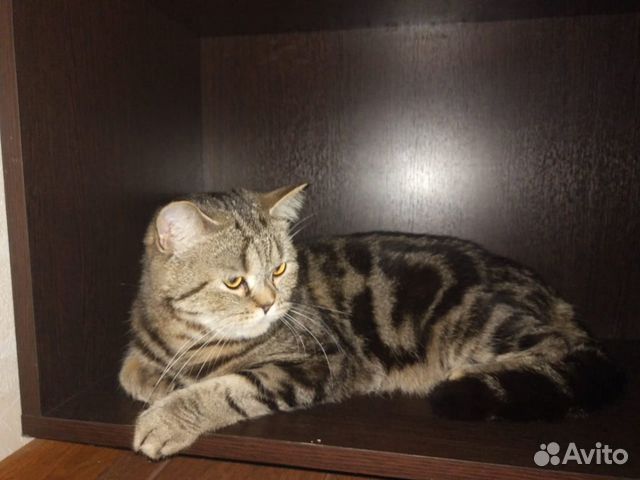 Кот шотландский в добрые руки