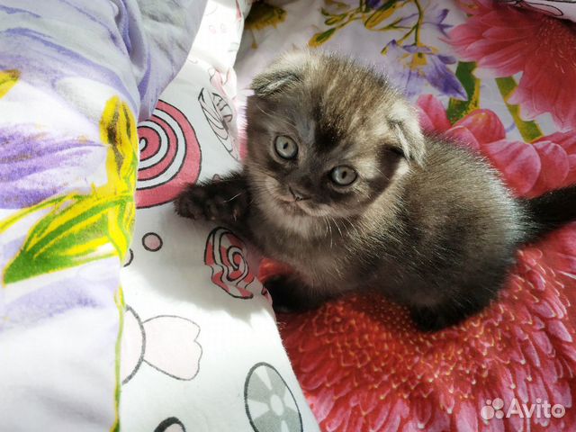 Котята Скоттиш-фолд дымчатые