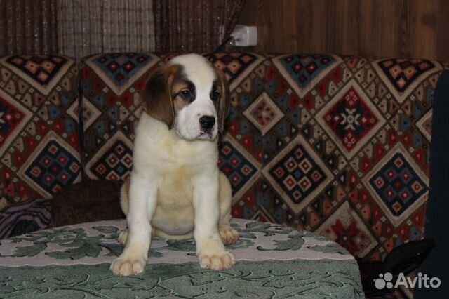 Сенбернар короткошерстный