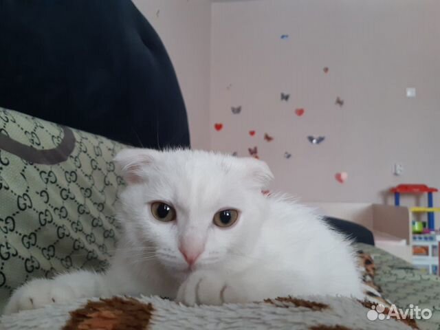 Отдам котёнка