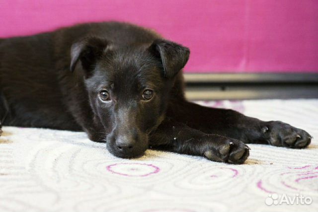 Ласковый щенок мальчик 3 месяца
