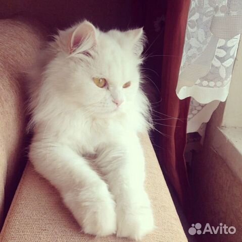 Чистобелая пушистая кошка