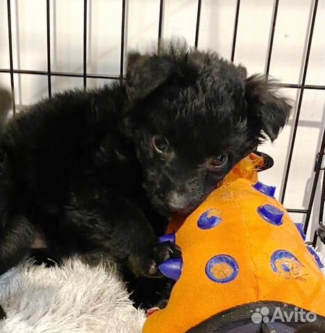 Щенки от маленькой собачки