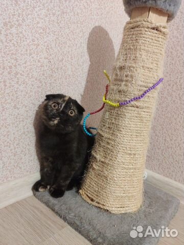 Шотландская девочка (скоттиш-фолд)