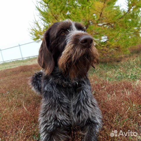 Кобель для вязки дратхар