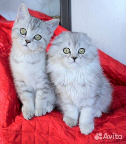 Девочки