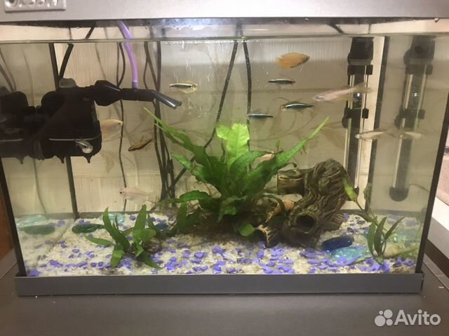 Аквариумные рыбки и водоросли