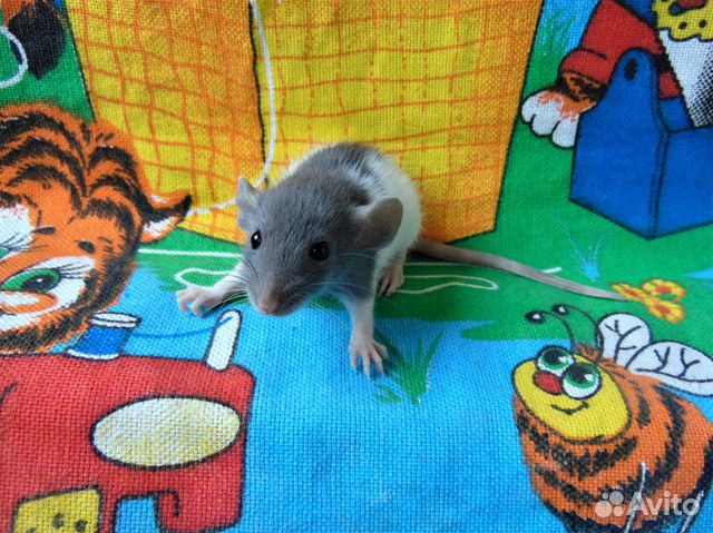 Крысы, крысята - малышня на бронь, клетки