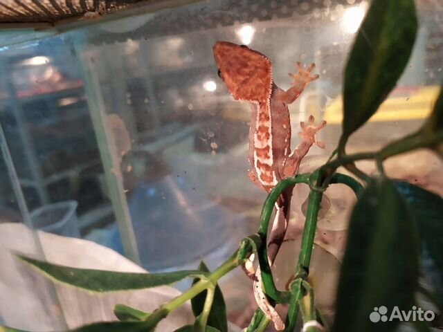 Бананоед реснитчатый