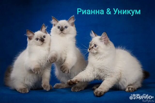 Невская маскарадная