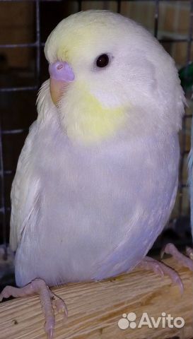 Желтолицый, сиреневый птенчик