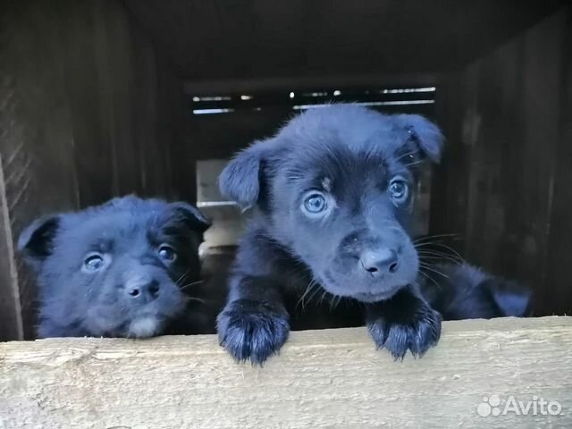 Отдам замечательных малышей