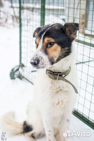 Веселый Бим в добрый руки