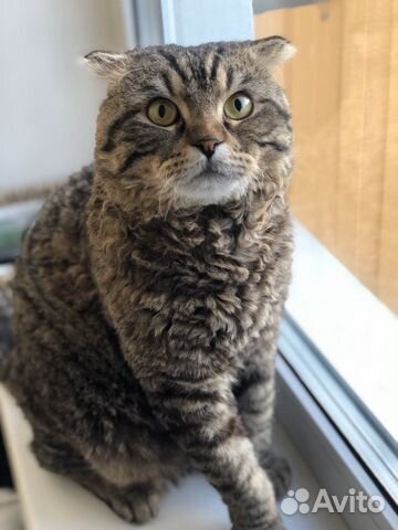 Вязка С котом