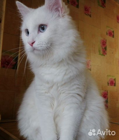 Классный кот в добрые ручки