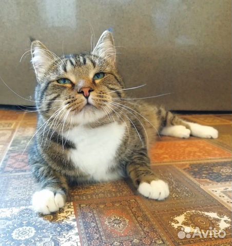 Красавец Лука в добрые руки