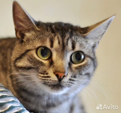 Лизочка серебряная в полосочку