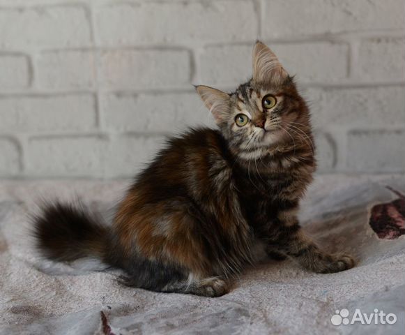 Маленькая рысь