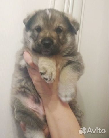 Шерстяной колобок мальчик 1,5 месяца