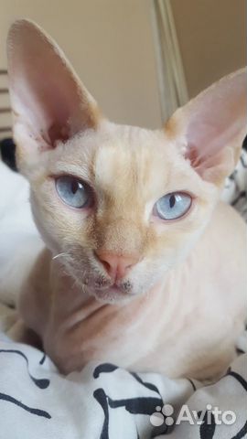 Котик породы Девон-Рекс (Devon Rex)