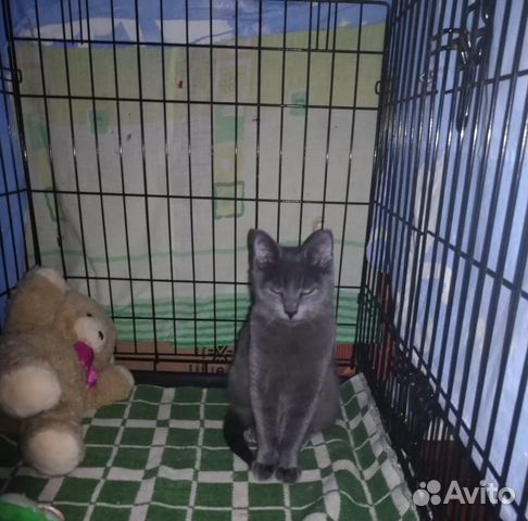 Котик