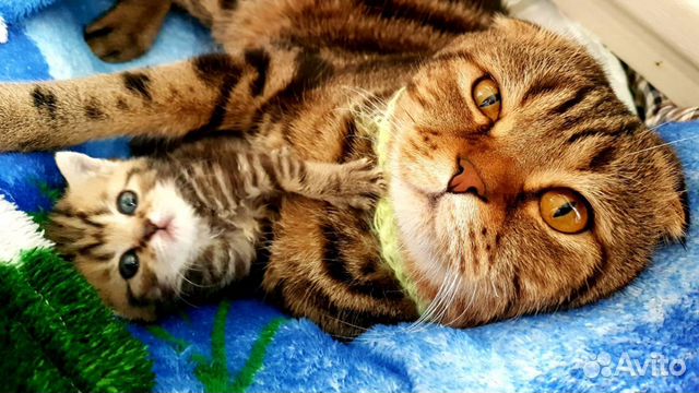 Шотландский кот для вязки