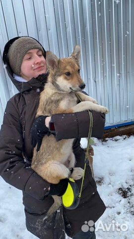 Грэй в добрые ручки