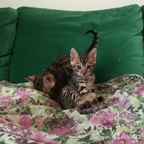 Котята бенгальские