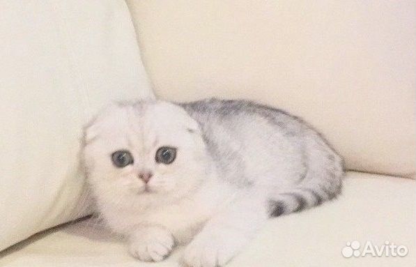 Серебристая шиншилла Леон