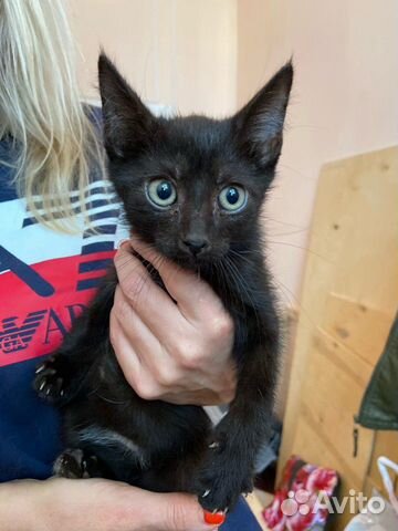 Маленькая Багира ждет маму