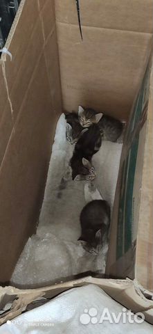 Бездомные котятки в добрые руки