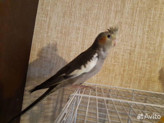 Птенец Кареллы