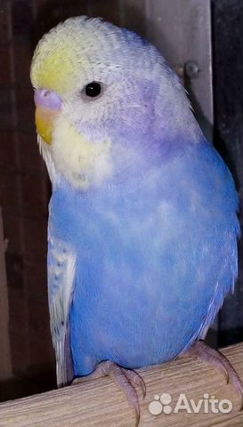 Кобальтовый птенчик, самечик