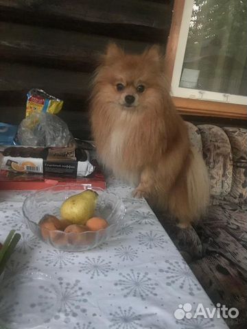 Вязка. Немецкий Цвергшпиц. Мальчик 2 года