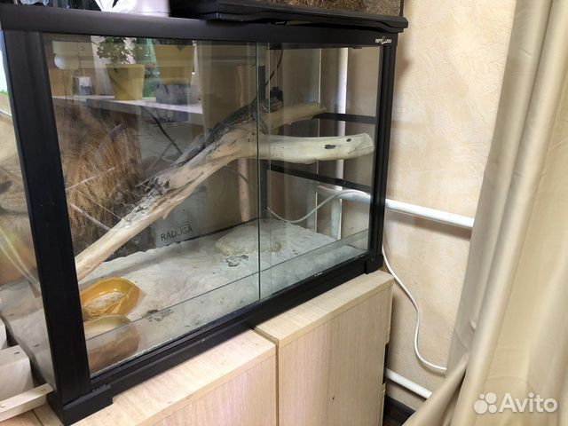 Бородатая агама с террариумом и всем необходимым