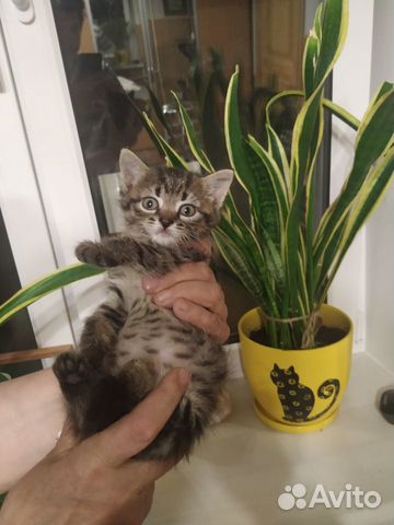 Отдам маленькую котенку девочку