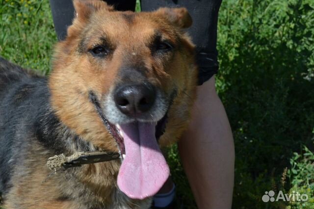 Собака Ягодка