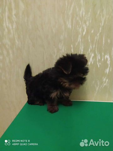 Йорк мальчик