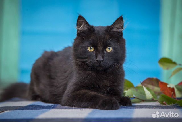 Черный котенок