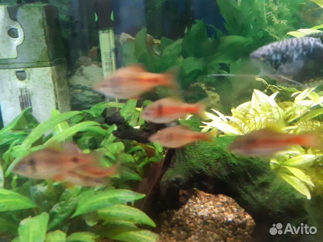 Алый барбус стайка