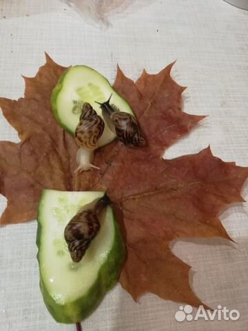 Улитки Ахатина