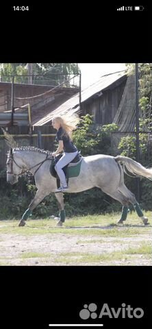 Лошадь (кобыла)