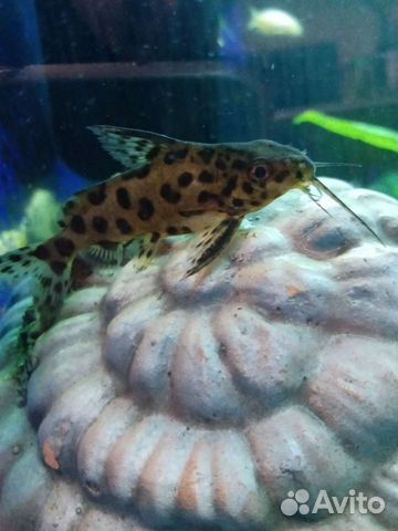 Сомики акары барбусы