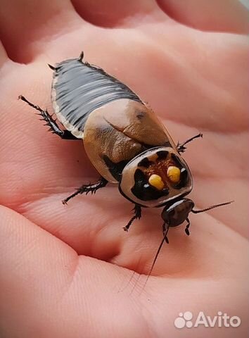 Таракан автомобильчик(Lucihormetica verrucosa)